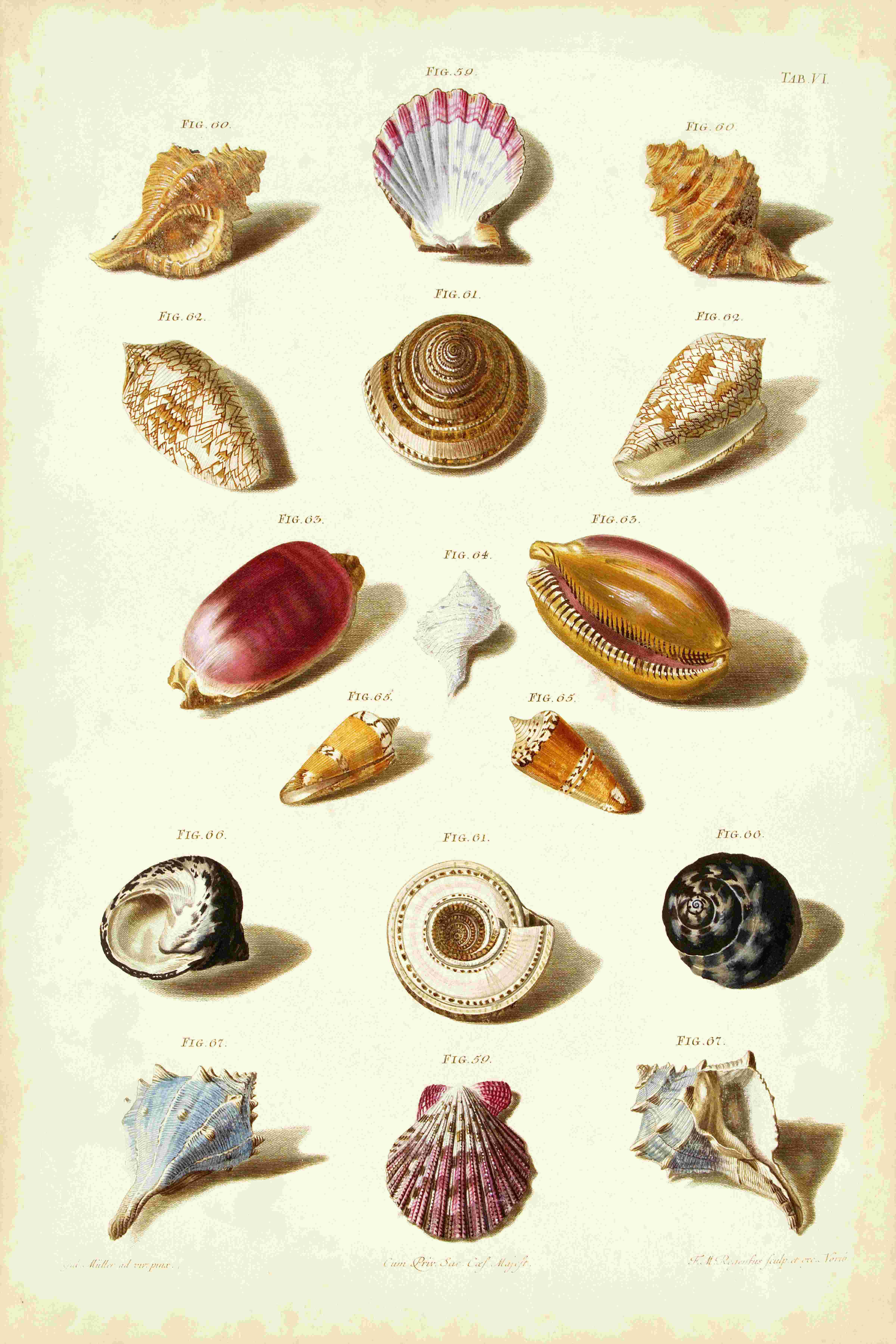 Rosecliff Heights Mller Shells Tab. VI | Wayfair