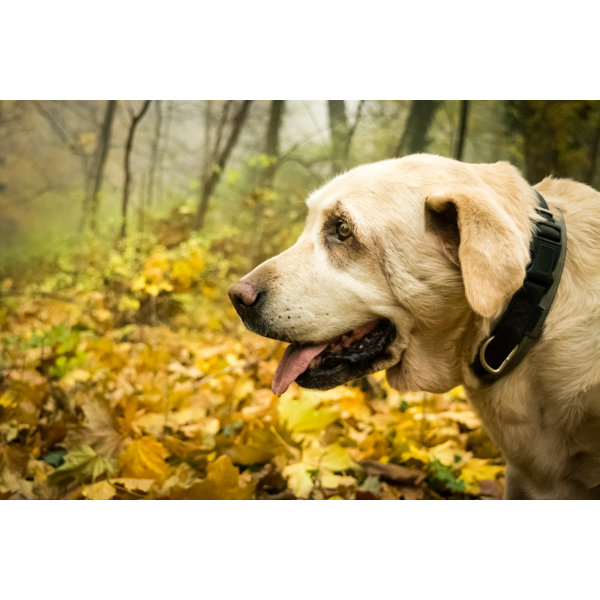 Ebern Designs Old Yellow Labrador Retriever by Rado84 - Wrapped Canvas ...