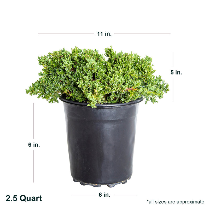 Plants by Mail 2.5 Qt. Blue Pacific Juniper - Low-growing Evergreen ...