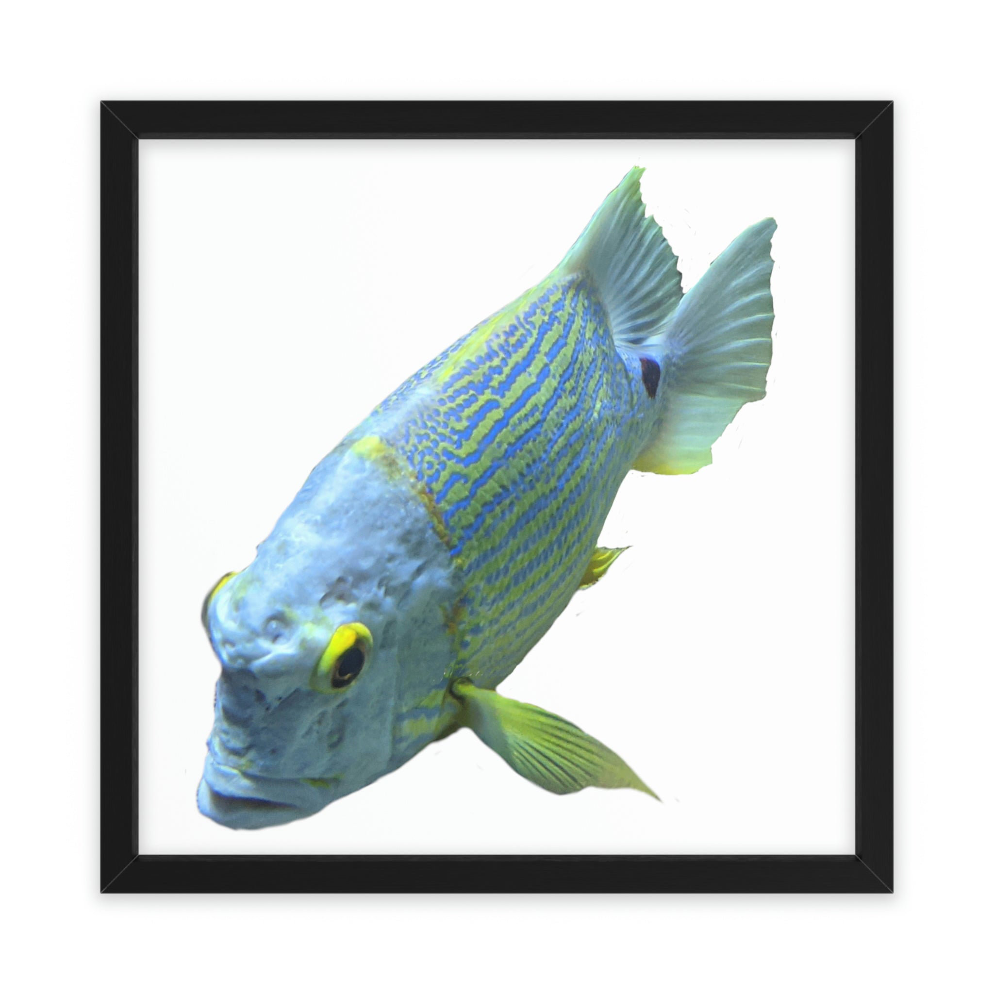 Dovecove Blue Yellow Fish - Picture Frame Illustration | Wayfair