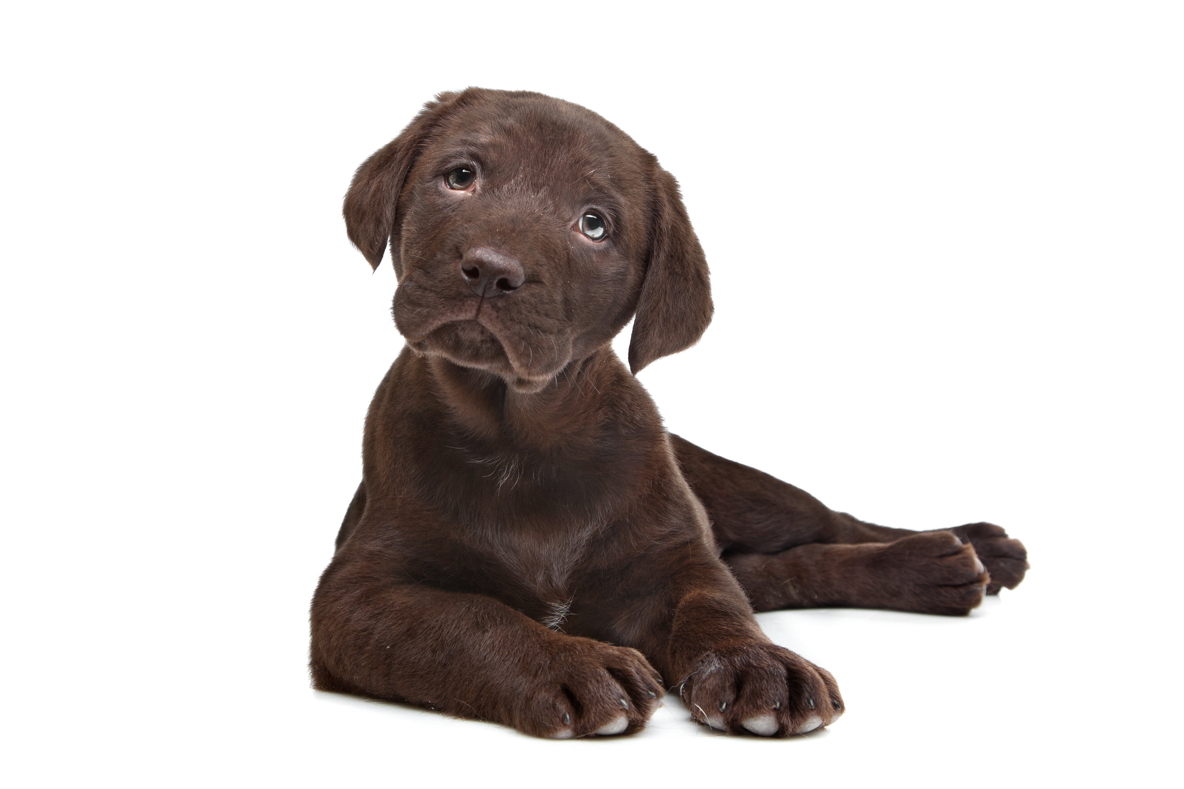 Latitude Run® Kabel Chocolate Labrador Puppy On Canvas Photograph | Wayfair
