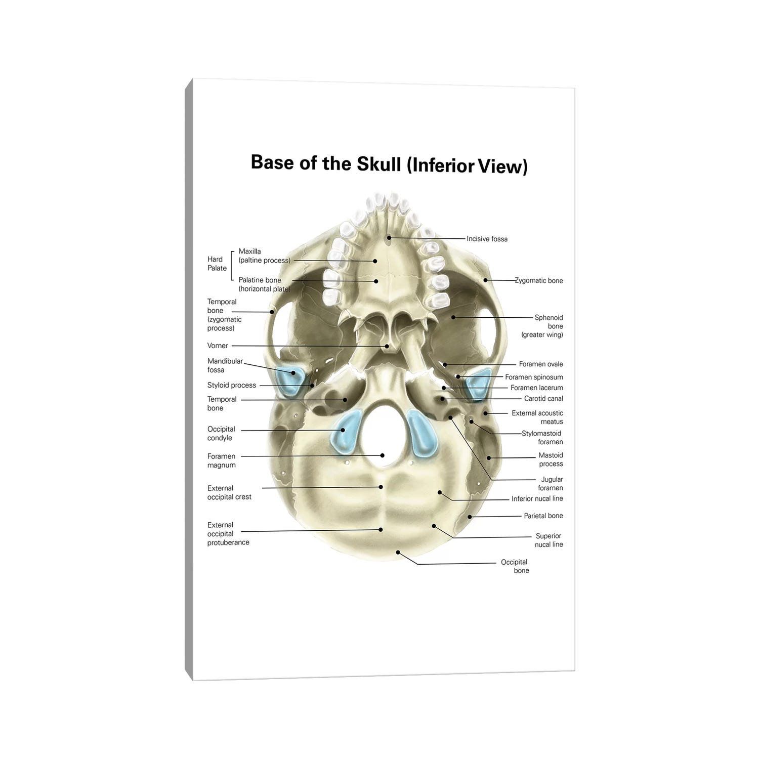East Urban Home Base of Human Skull, Inferior View, with Labels by Alan ...