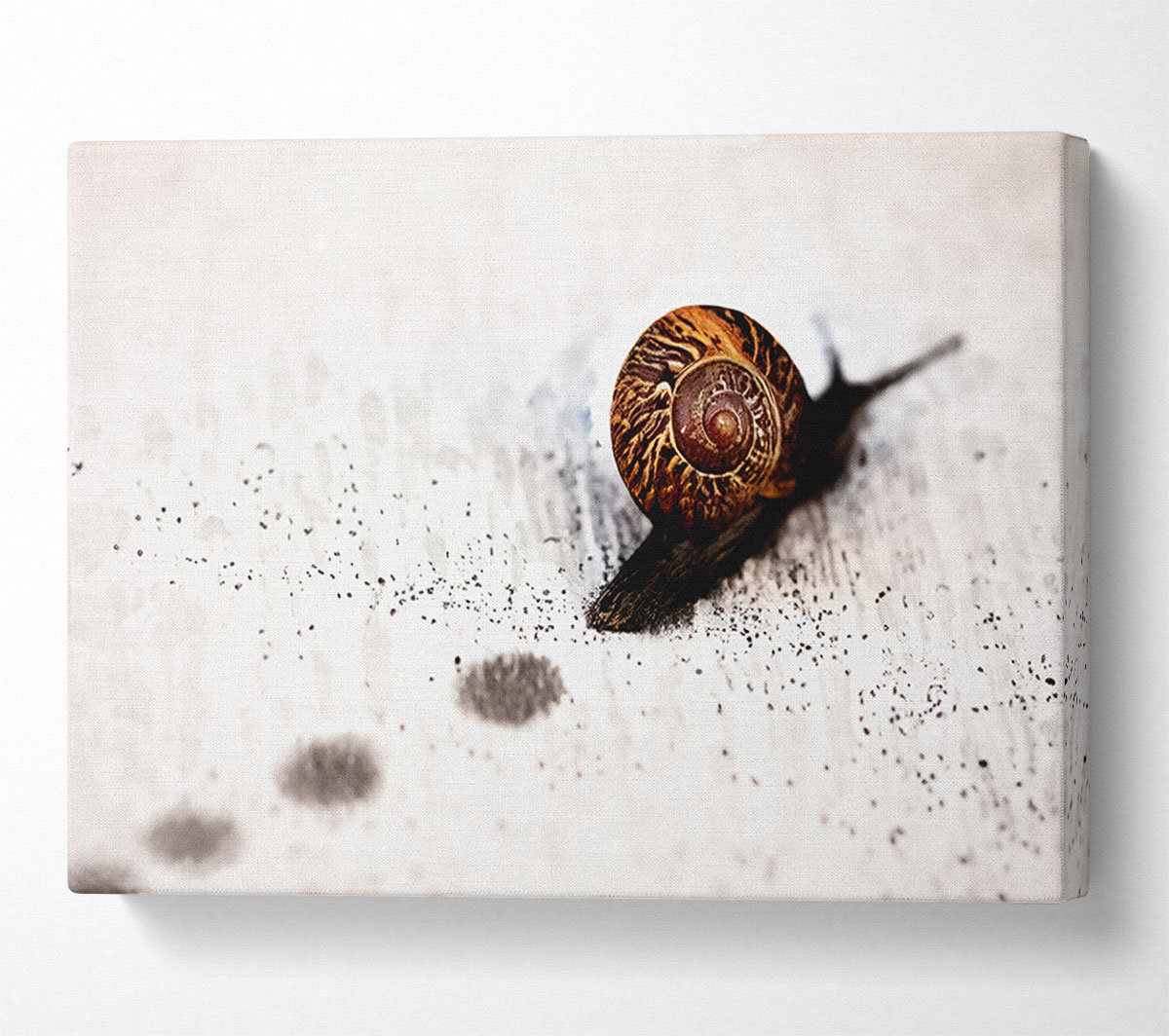 Latitude Run Snail Track Macro - Print | Wayfair.co.uk