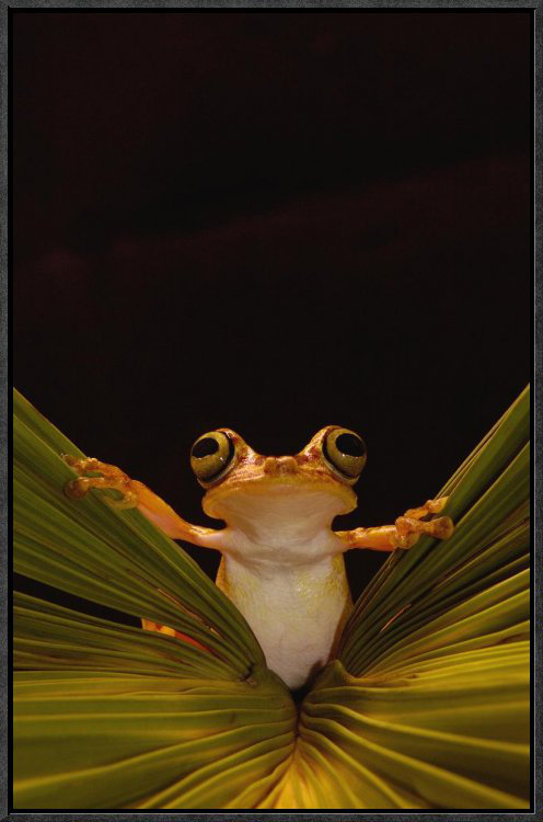 East Urban Home Chachi Tree Frog - Picture Frame Photograph Print on ...