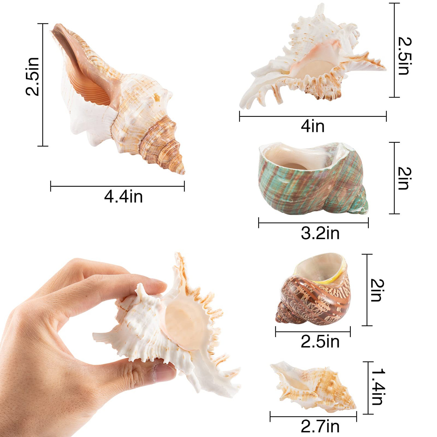 Rosecliff Heights 5 Pack Conch Sea Shell Air Plant Holder- Natural ...