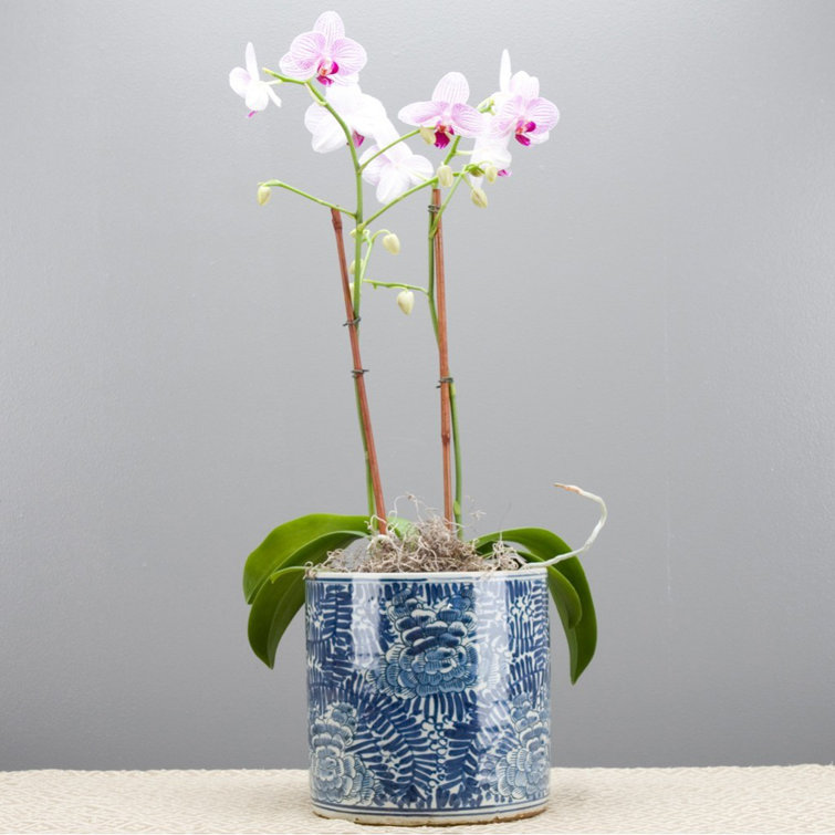 Danny's Fine Porcelain Handmade Ceramic Planter | Perigold