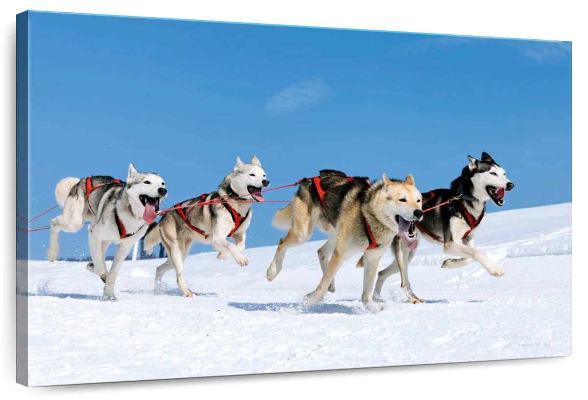 Ebern Designs Brampt Husky Sled Dogs | Wayfair