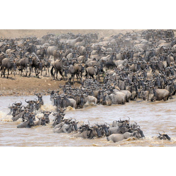 Alpen Home Wildebeest by AndreAnita - Wrapped Canvas Photograph ...