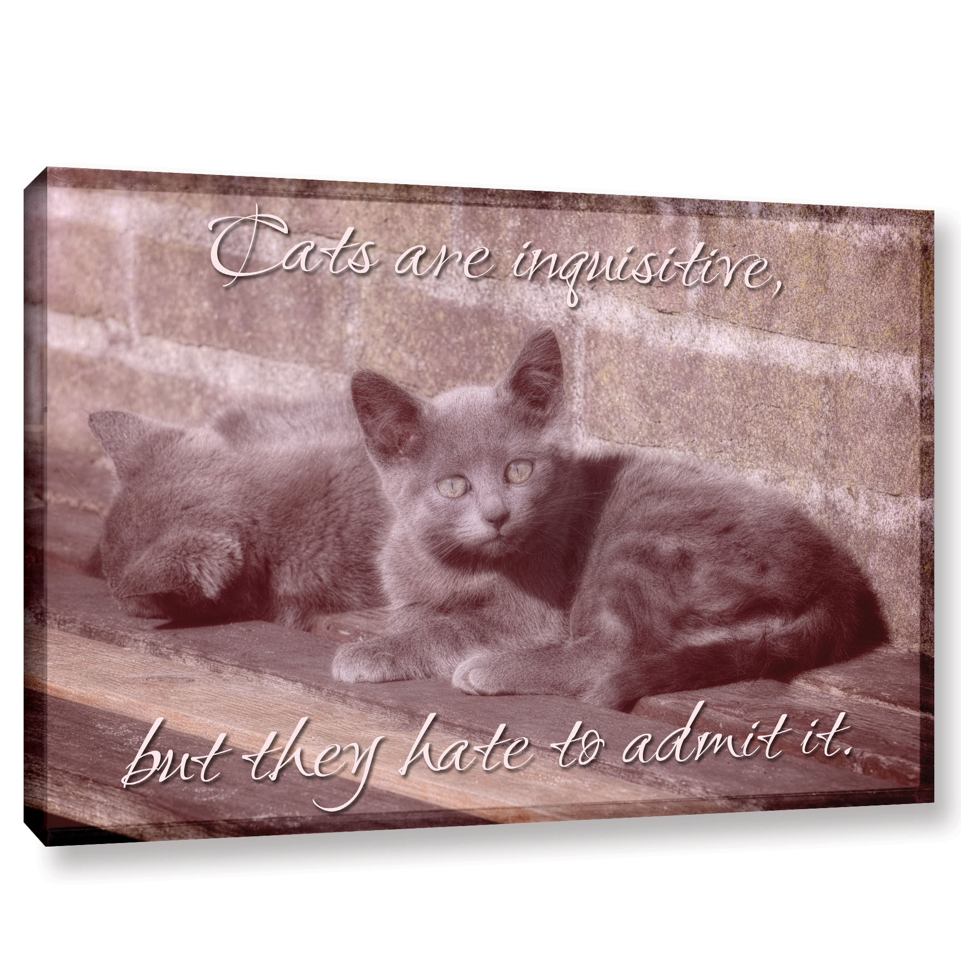Winston Porter 'Cat Series II' - Wrapped Canvas Print - Wayfair Canada