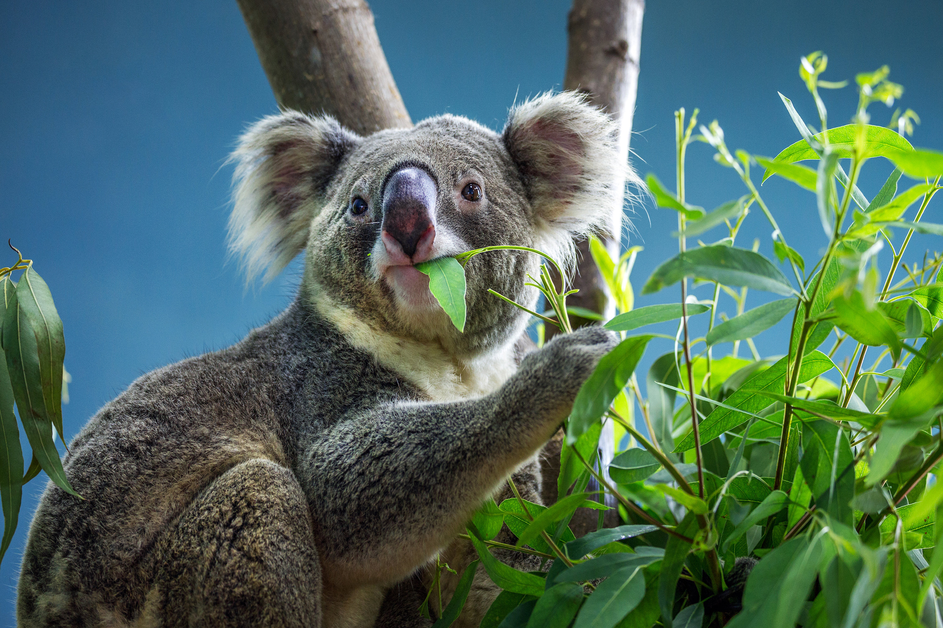 Ebern Designs Koala Eating Leaves by Undefined - Wrapped Canvas ...