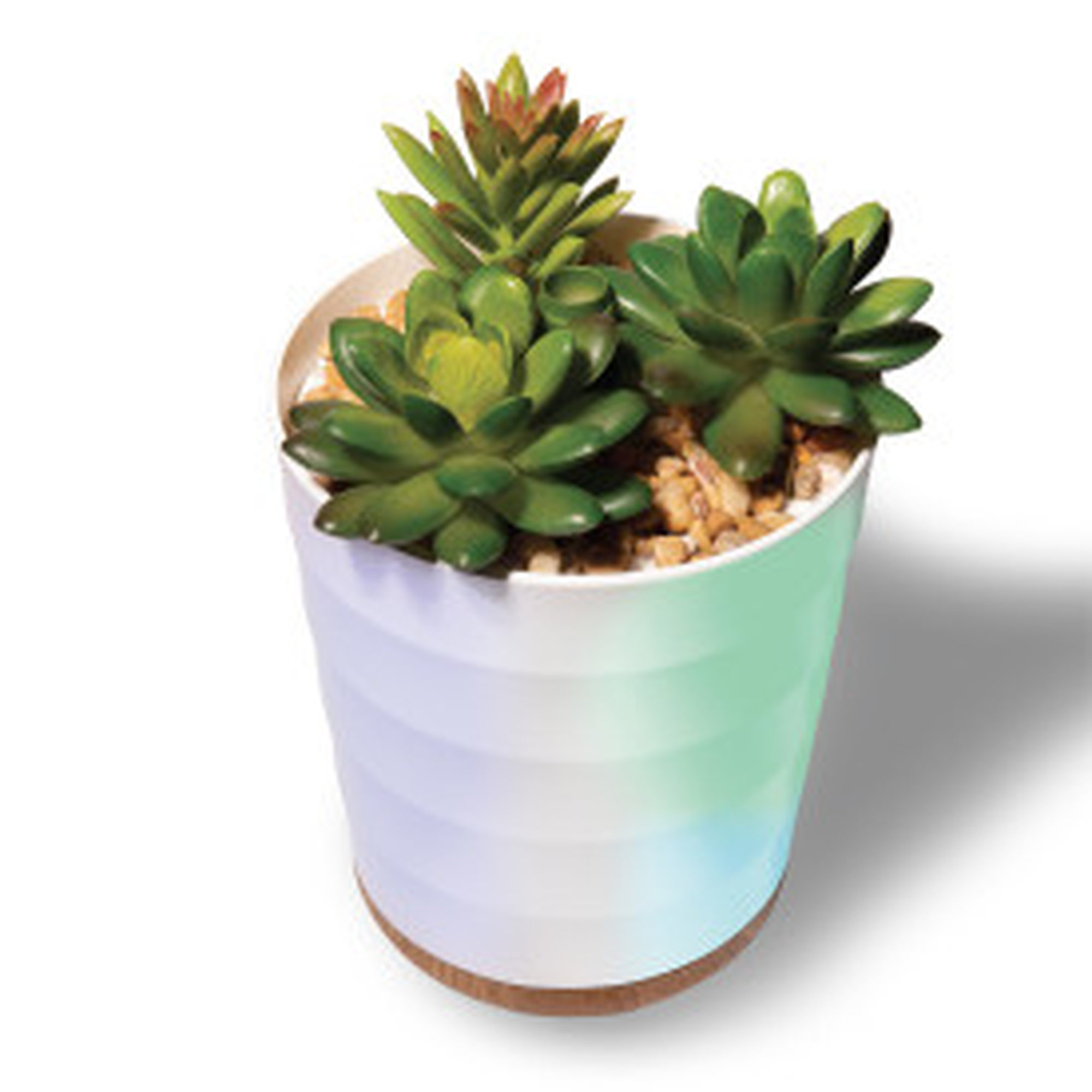 Lomi Succulent Aroma Diffuser & Reviews | Wayfair