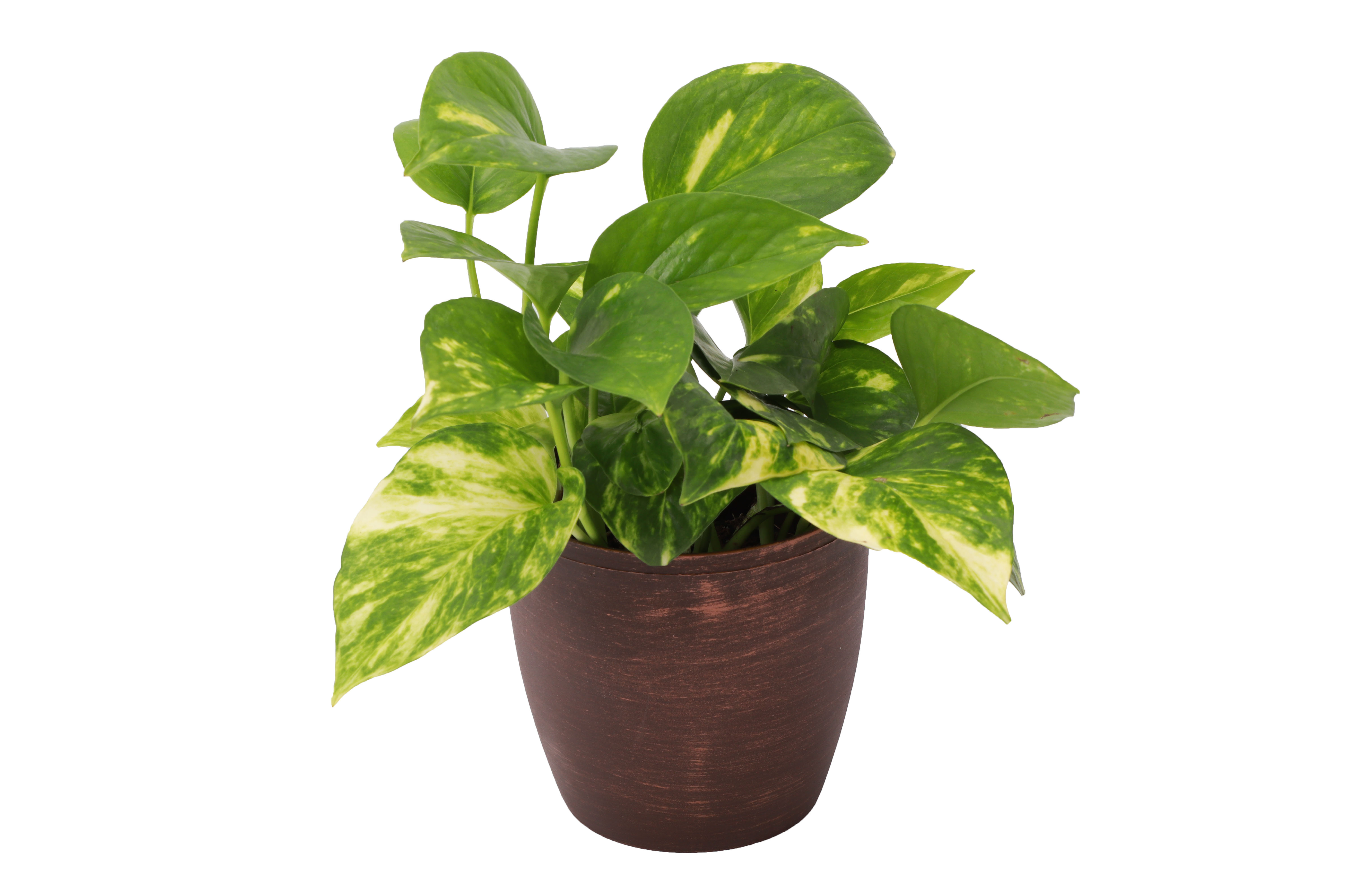 Thorsen's Greenhouse Live Golden Pothos Plant in Classic Pot & Reviews ...
