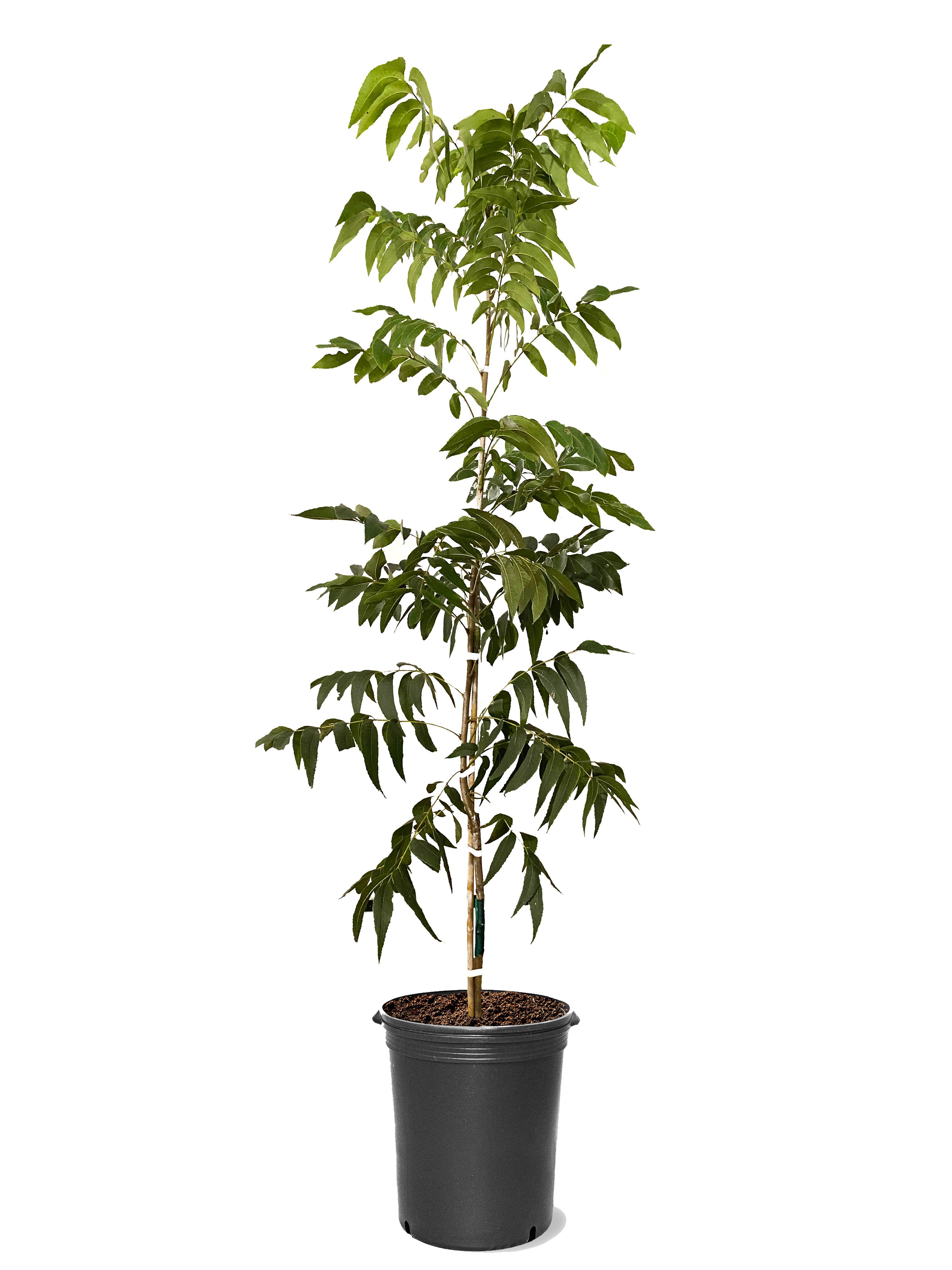 American Plant Exchange Live Fruit Tree Pawnee Pecan Nut Outdoor ...