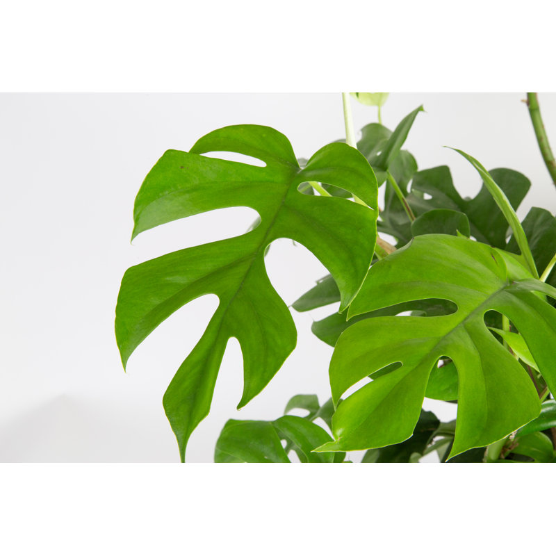 Costa Farms Indoor Trending Tropicals Collection Mini Monstera House ...