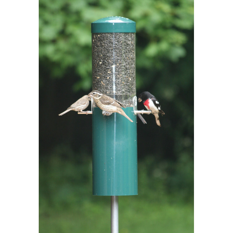 Birds Choice Squirrel Proof 24" Classic Bird Feeder with Pole and ...
