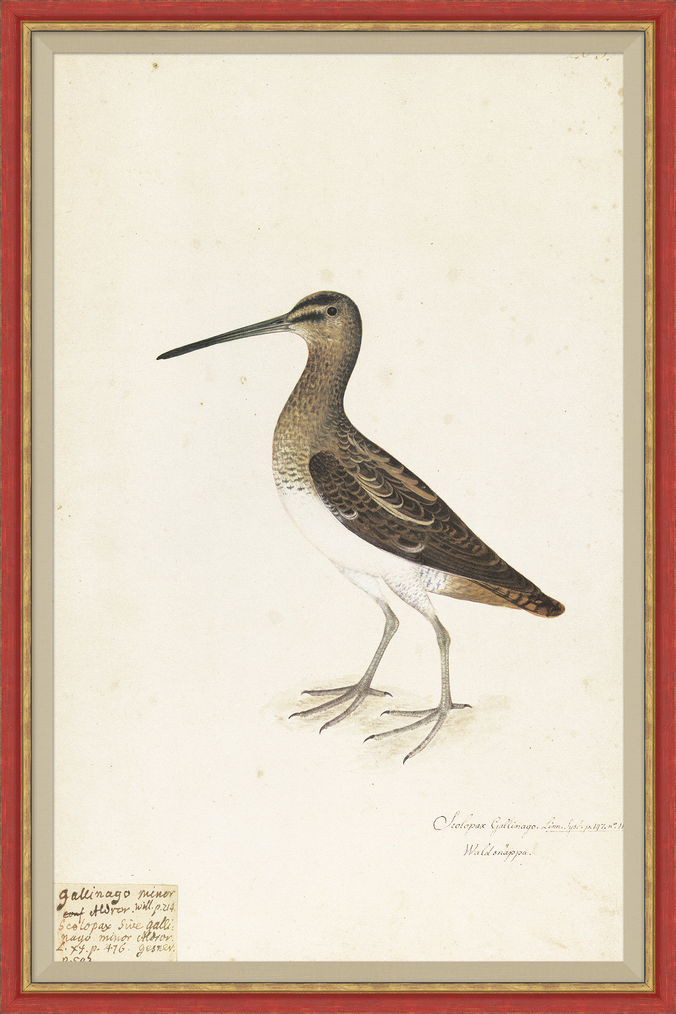 Soicher Marin 18th Century Bird Re-Strikes VI - Single Picture Frame ...