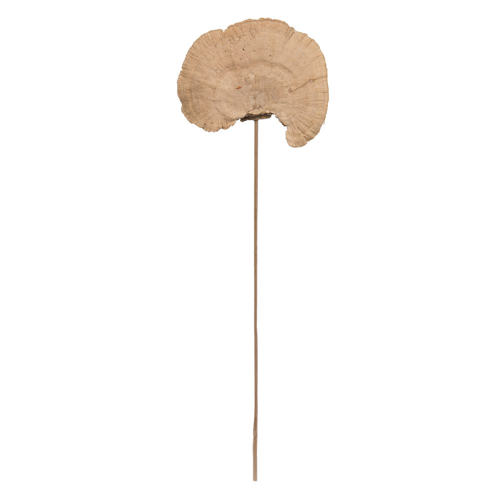Primrue Natural Botanicals 4-6" Sponge Mushroom on 20" Stem. 3-5 ...