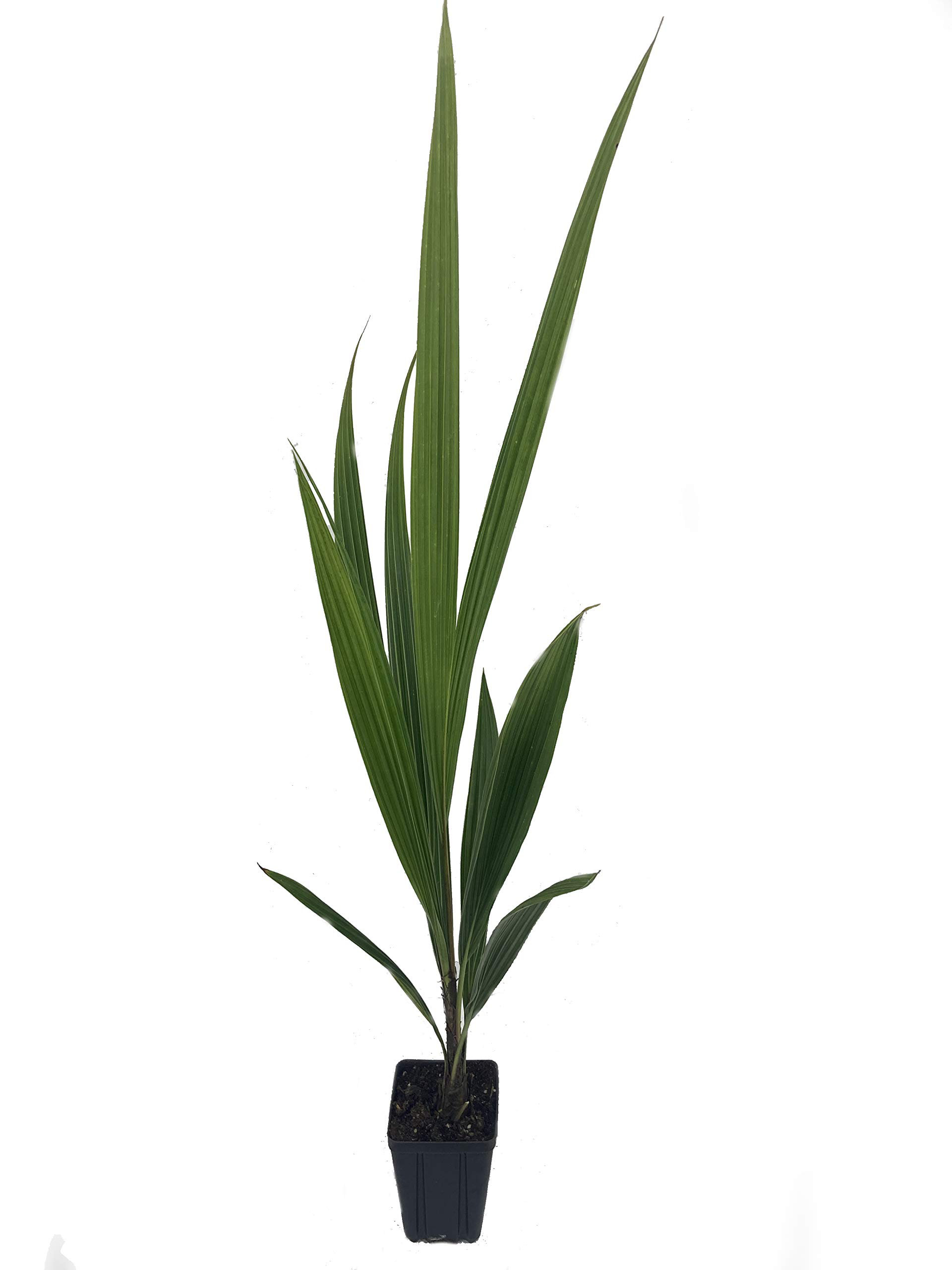Wekiva Foliage LLC High Plateau Coconut Palm - Live Plant in a 4 Inch ...