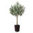 AllModern Altera UV Resistant Artificial Olive Tree for Indoor ...