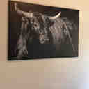East Urban Home Brindle Rodeo Bull by Julie T. Chapman - Wrapped Canvas ...