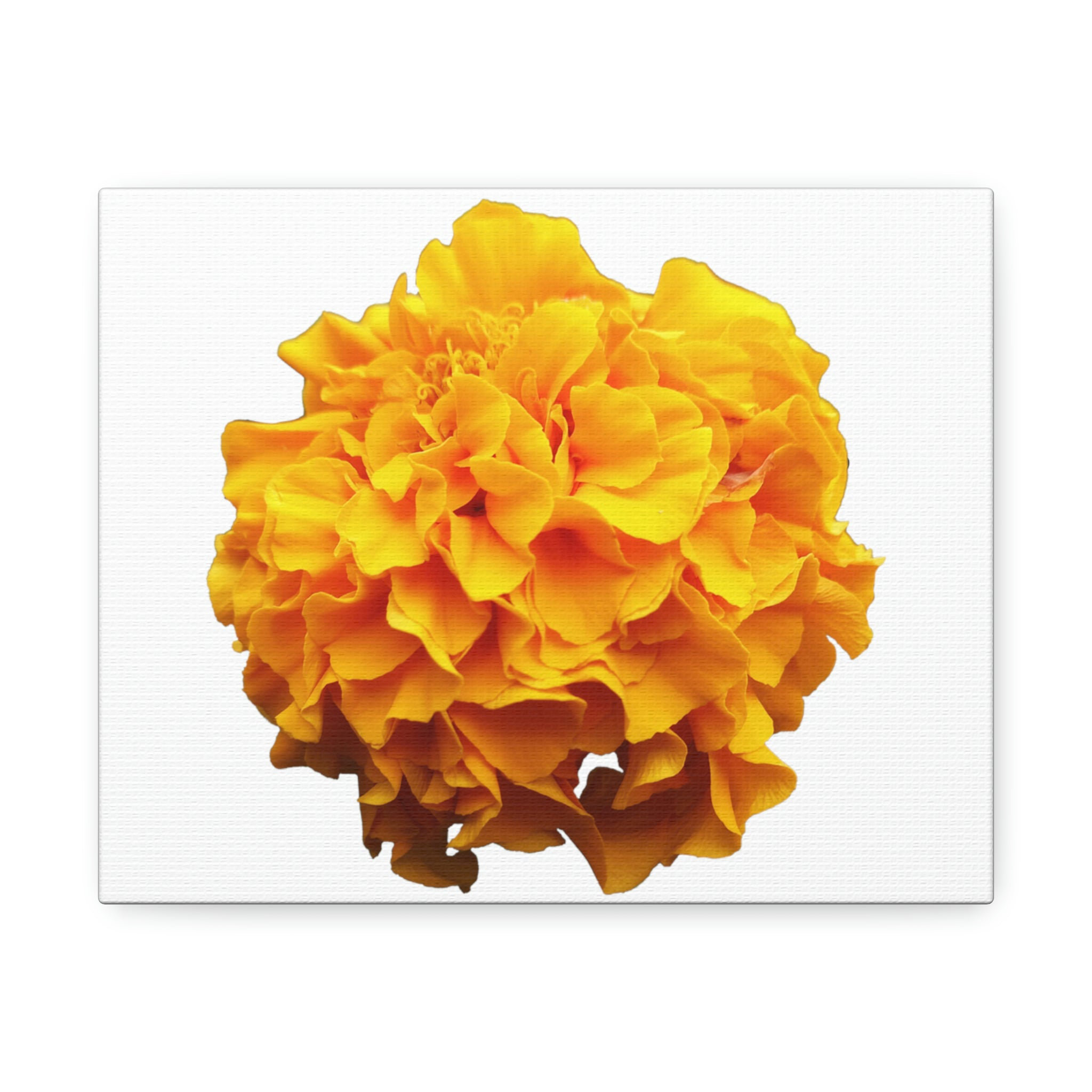 Latitude Run® Yellow Flower by Kelly Johnson - Wrapped Canvas Graphic ...