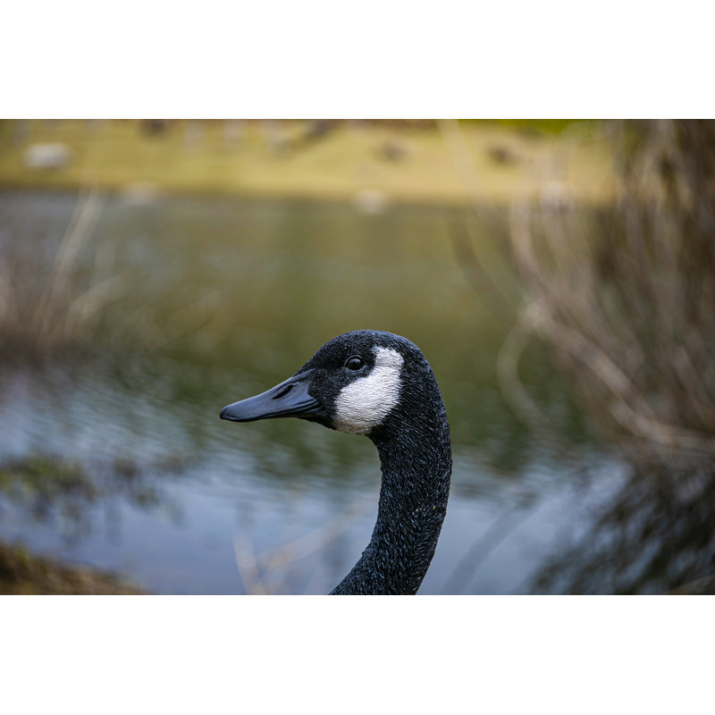 Hi-Line Gift Ltd. Standing Canada Goose Statue & Reviews | Wayfair