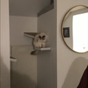 Archie & Oscar™ Skylar Cat Perch & Reviews | Wayfair