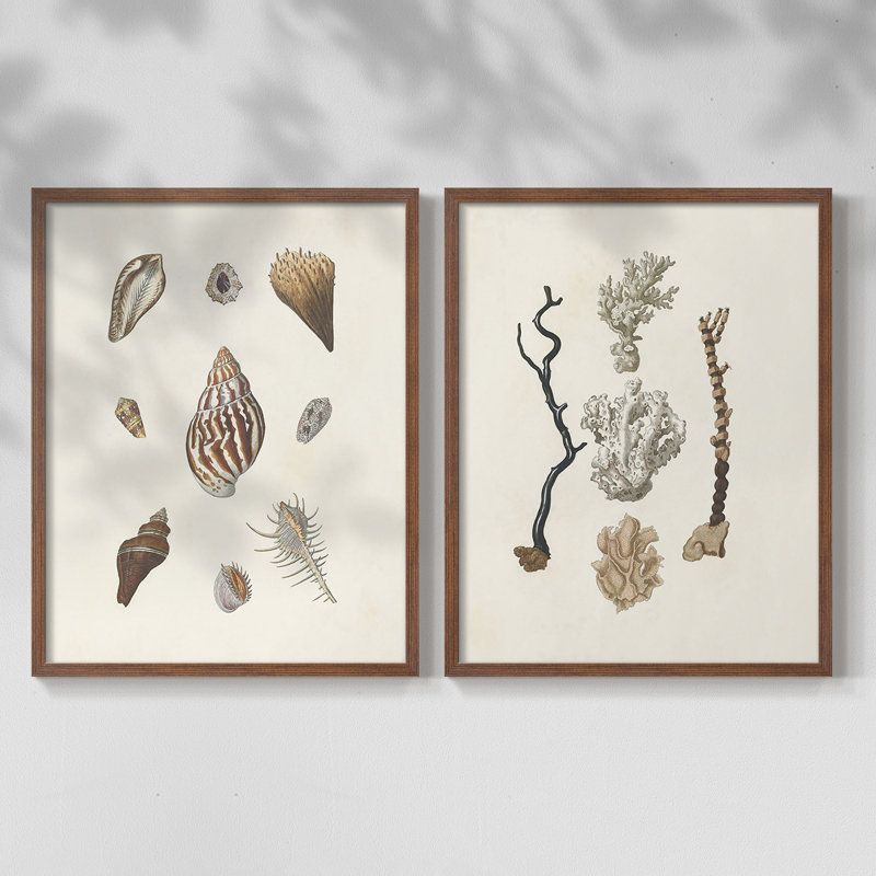 Wexford Home Knorr Shells & Coral IX-Premium Framed Print -Ready to ...