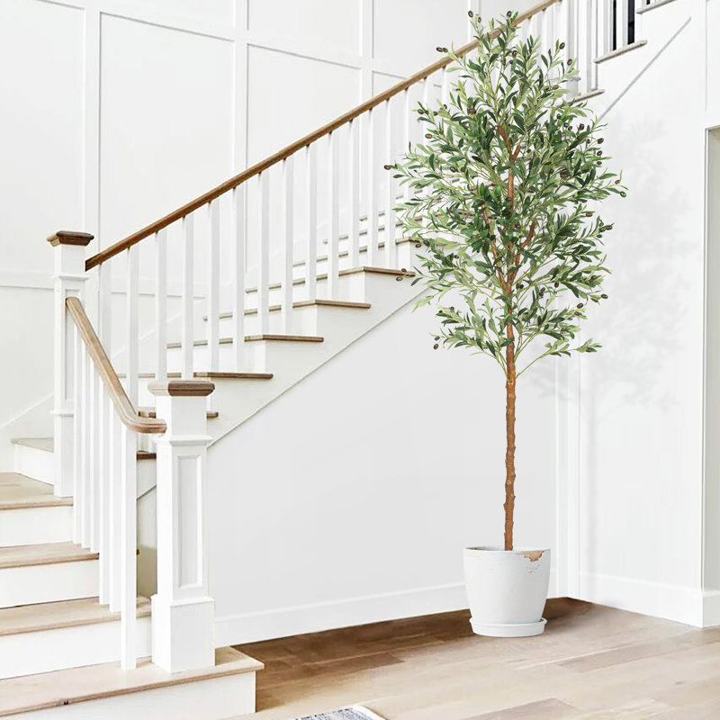 ZACOO Live Olive Tree Plant | Wayfair