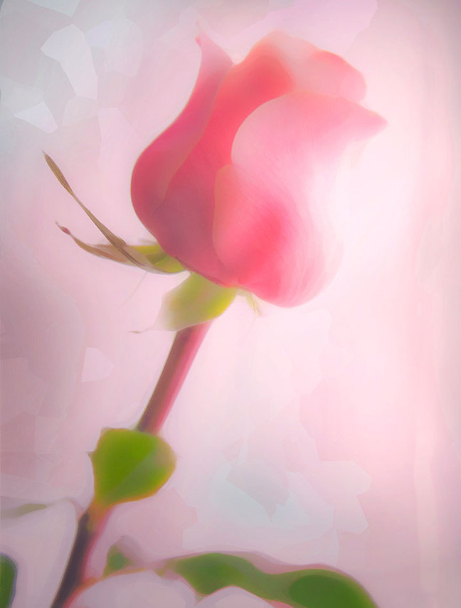 The Finishing Touch "Soft Pink Rose" by Hal Halli Painting Print on ...