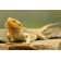 Latitude Run Rozar Bearded Dragon by Angela Ravaioli - Wrapped Canvas ...