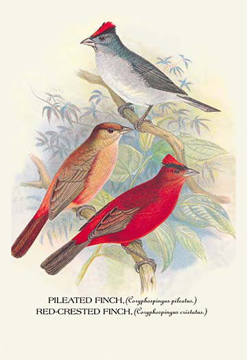 Buyenlarge 'Pileated Finch Red-Crested Finch' by Arthur G. Butler ...