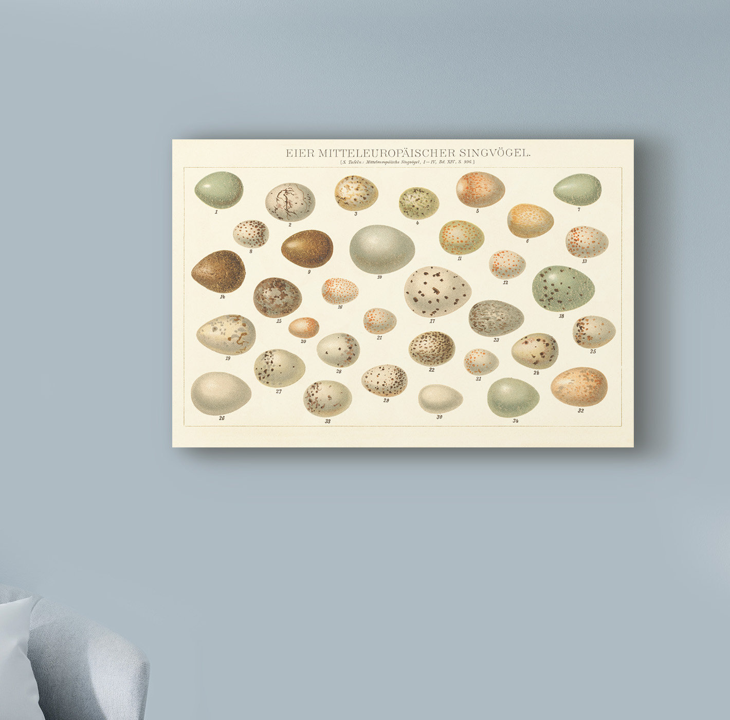East Urban Home 'Song Bird Egg Chart v2' Graphic Art Print on Wrapped ...