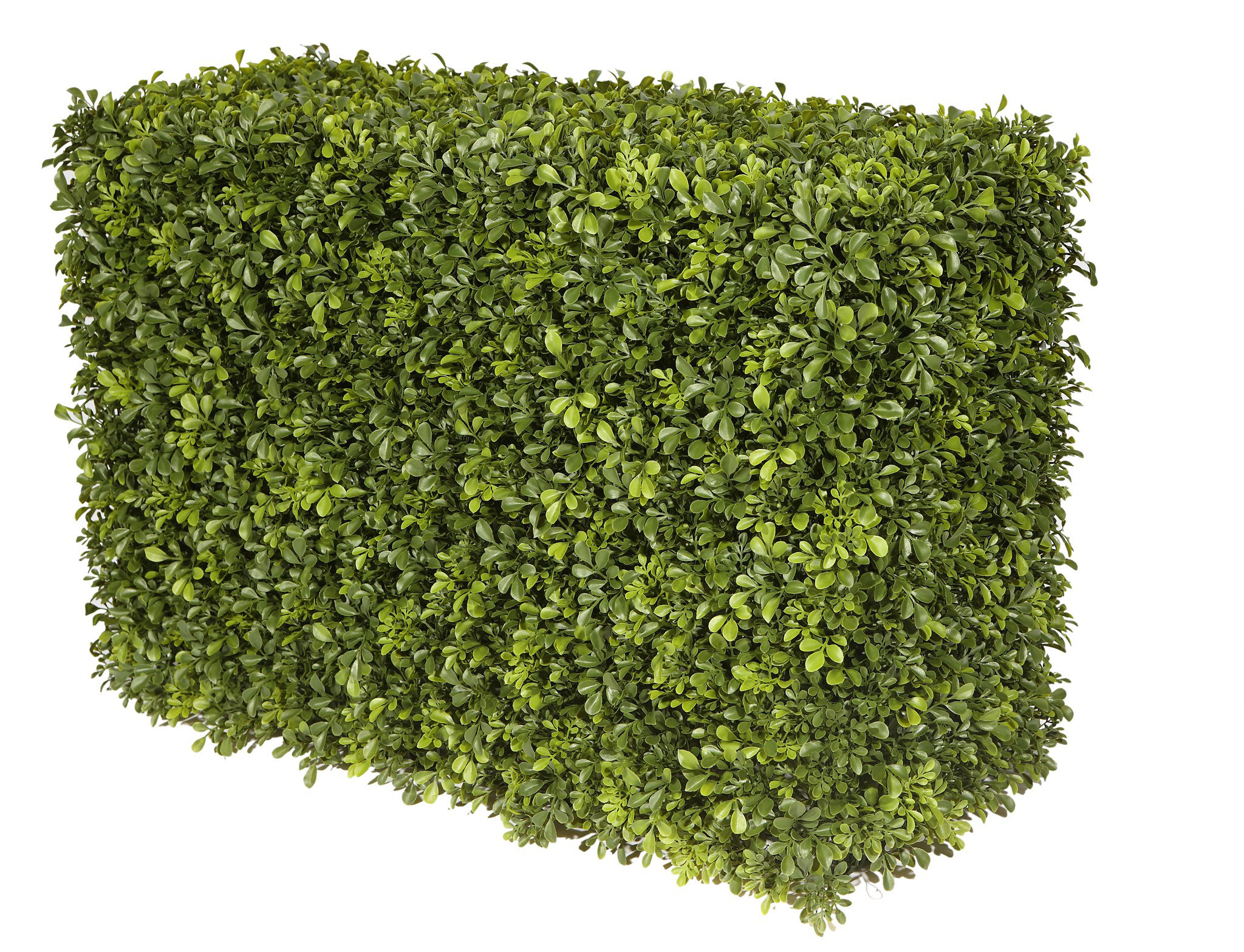 Primrue DELUXE BOXWOOD HEDGE - Wayfair Canada