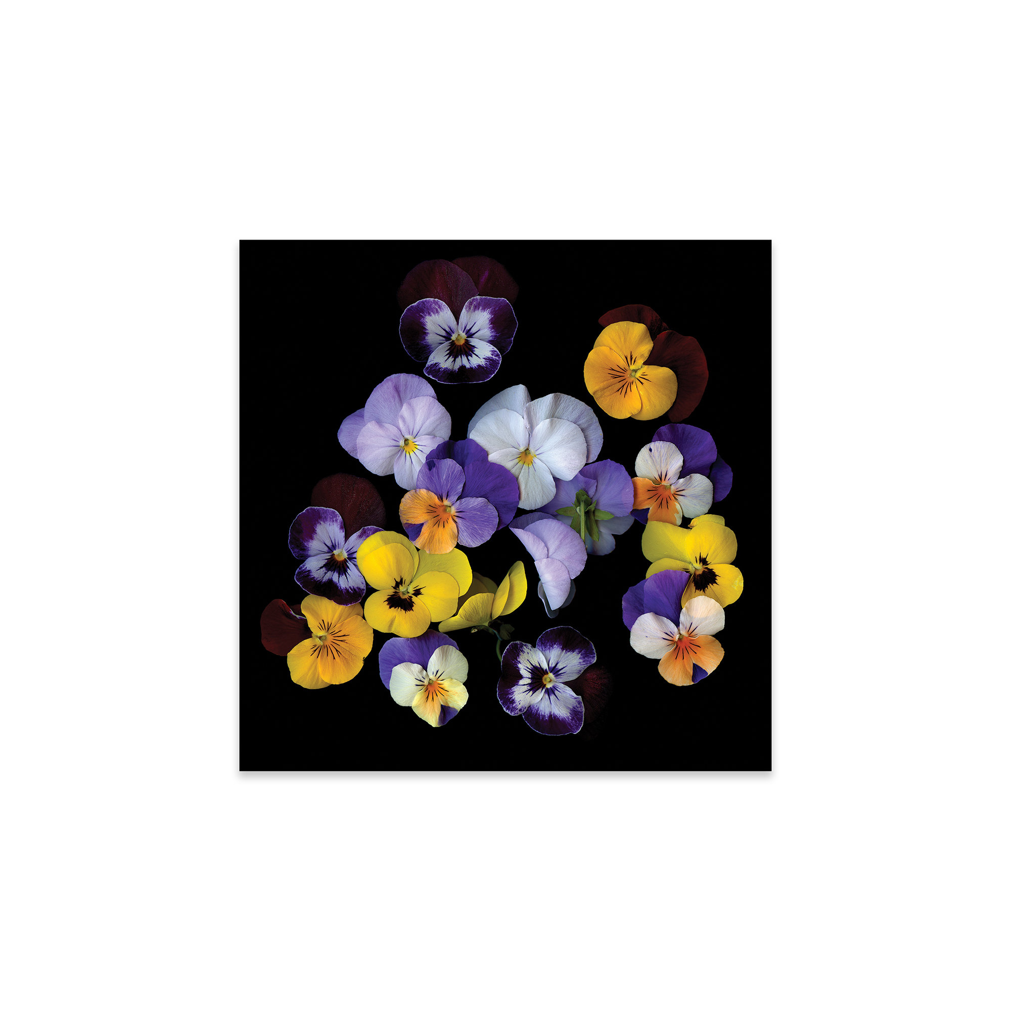 Latitude Run® Imron Spring Violet XXIV On Plastic/Acrylic by Magda ...