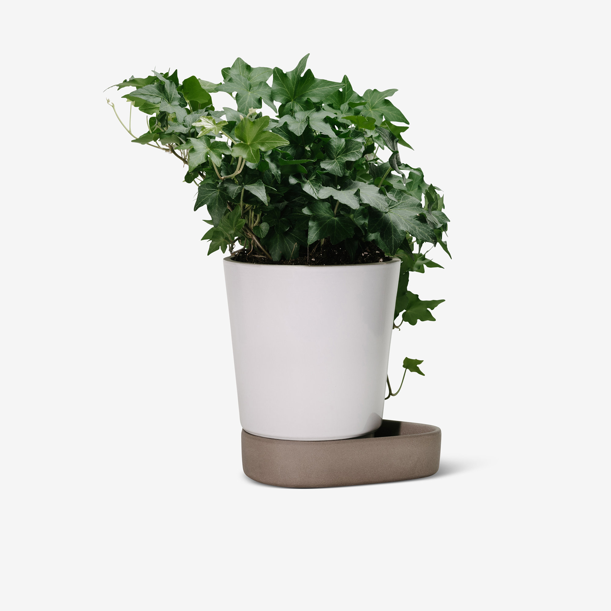 Case Sip Self Watering Terrastone Plant Pot | Perigold