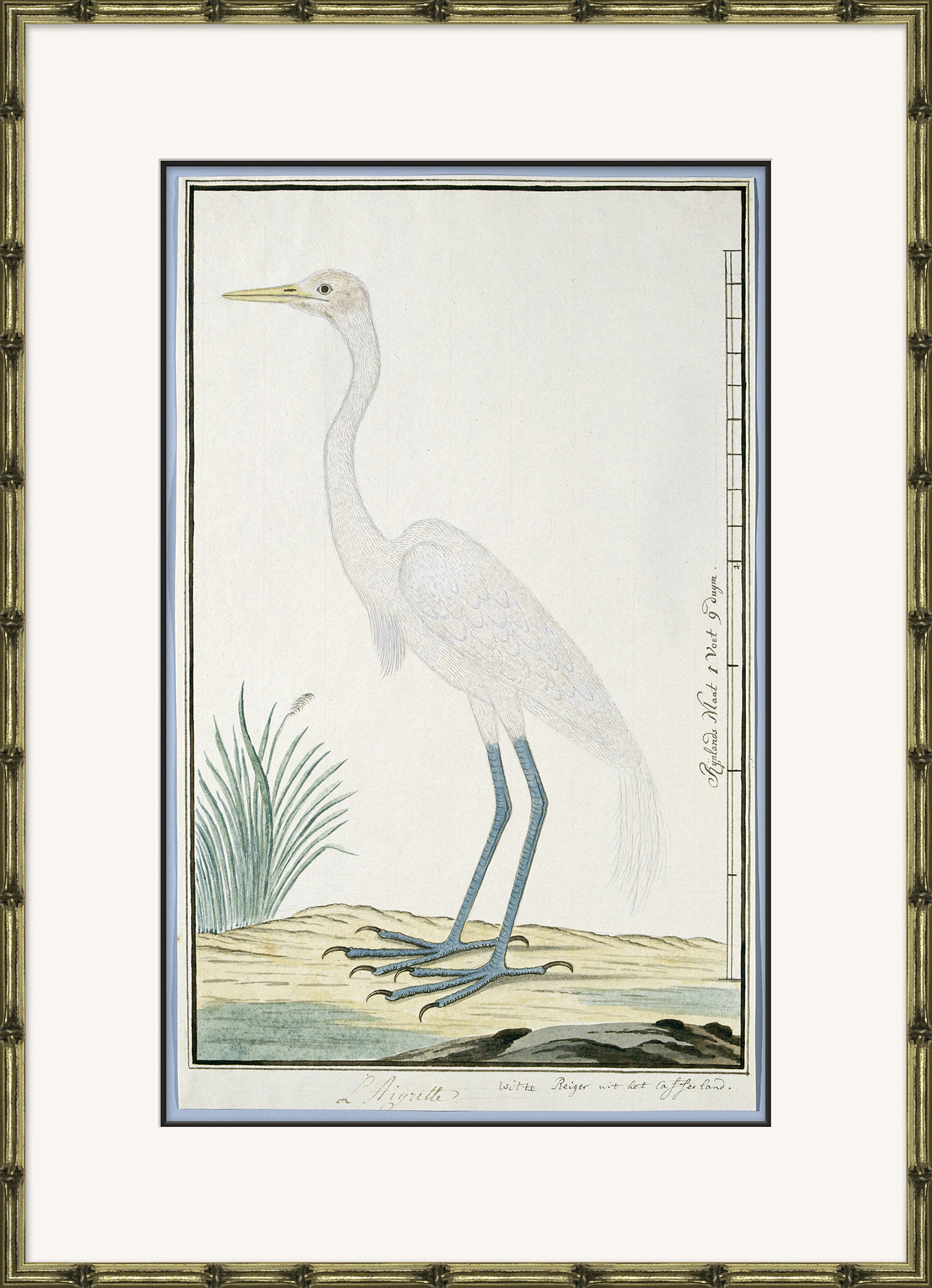 Soicher-Marin Bird Drawings, Circa 1777 Framed On Paper Giclee Print ...