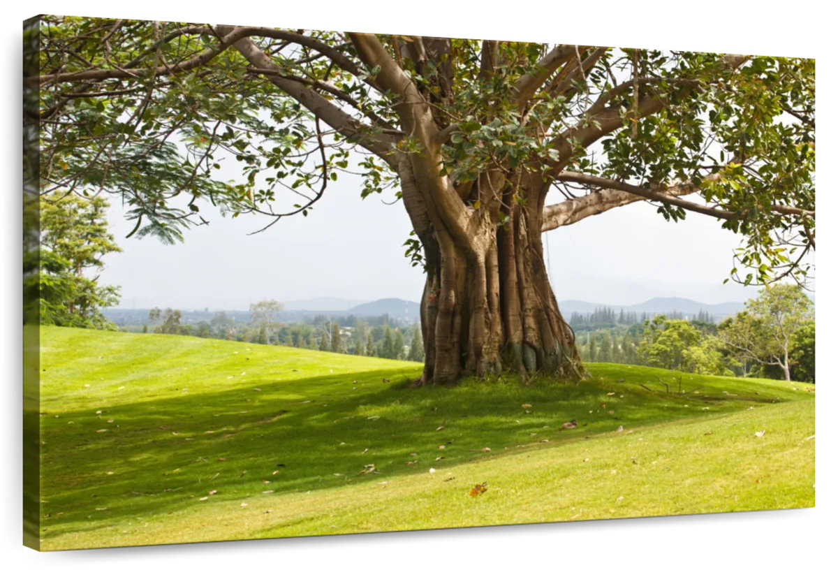 Lark Manor™ Real Tree | Wayfair