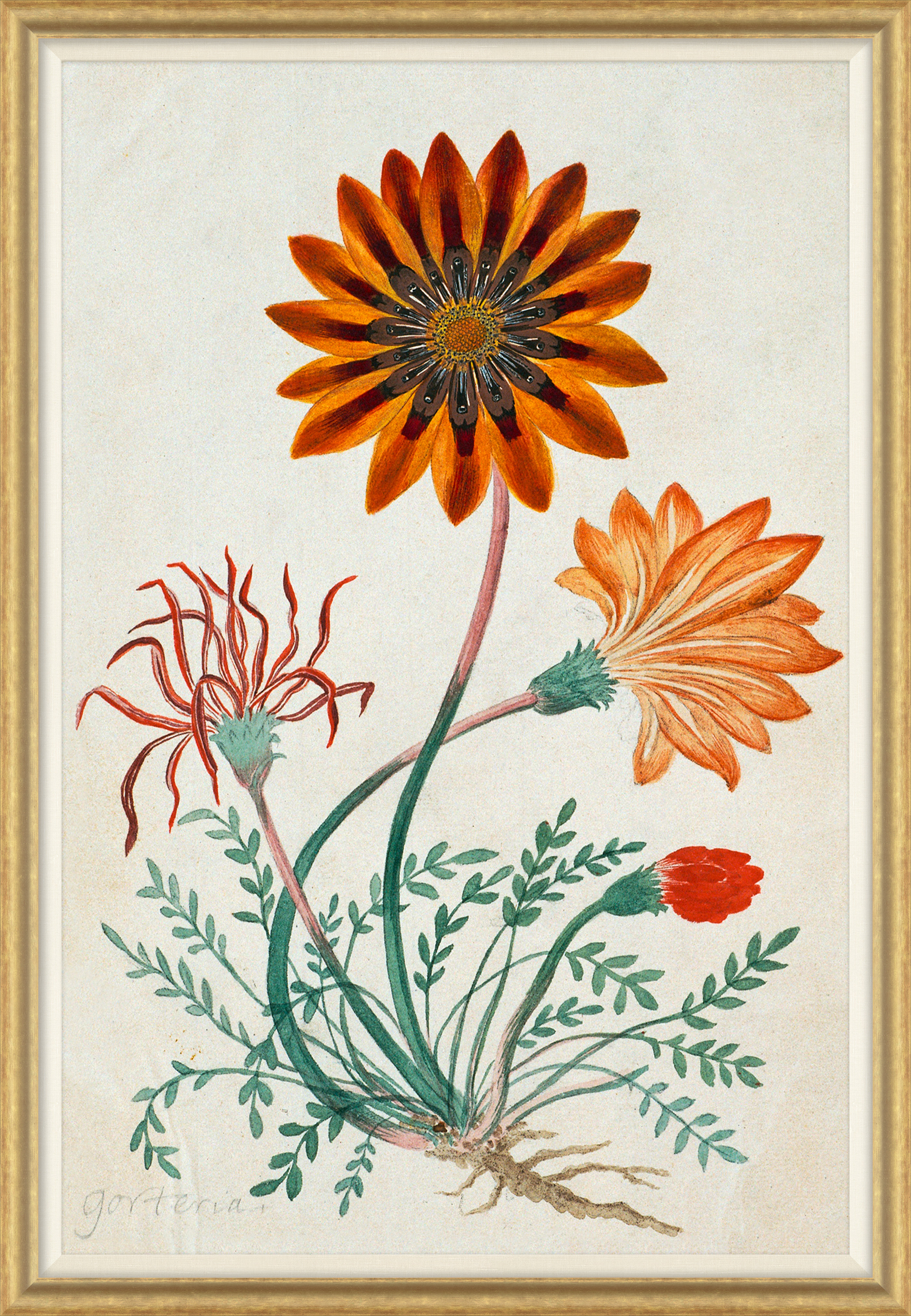 Soicher Marin The Gordon African Collection: Plants, Robert Jacob ...
