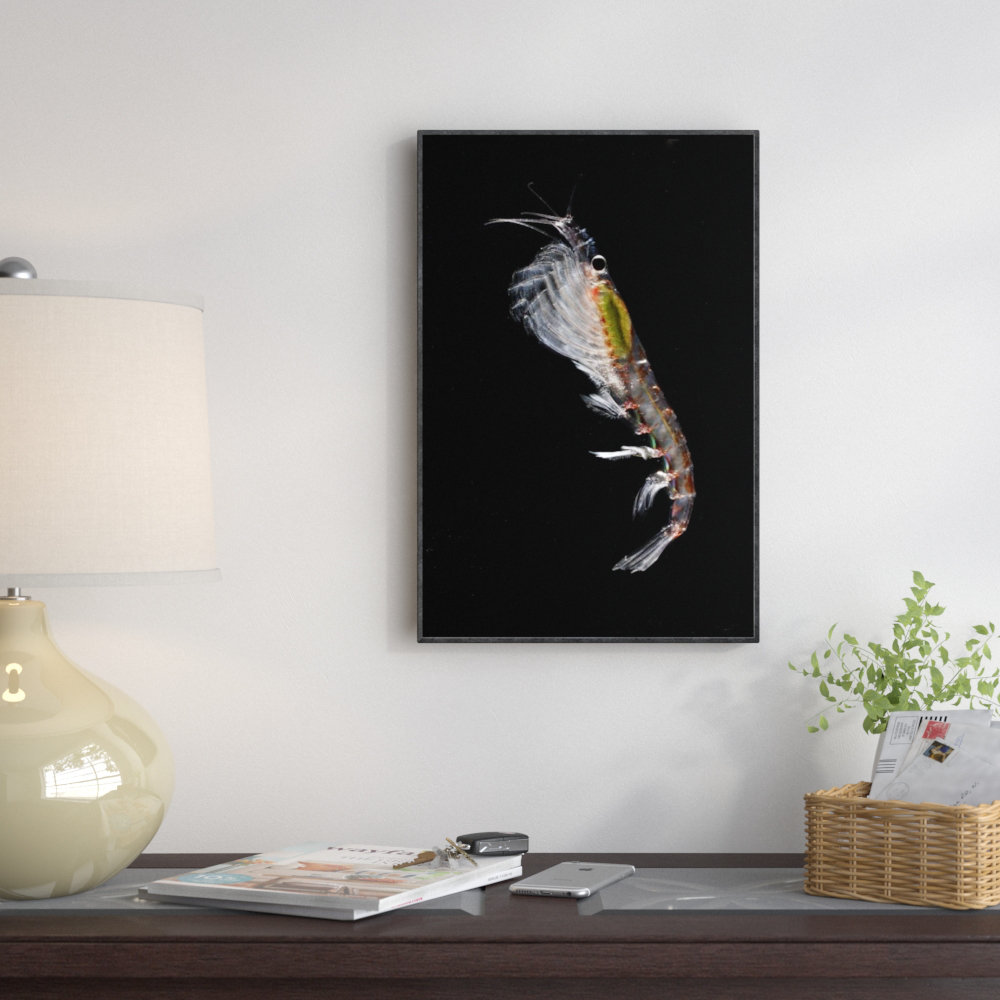 East Urban Home 'Antarctic Krill ' Framed Photographic Print on Canvas ...