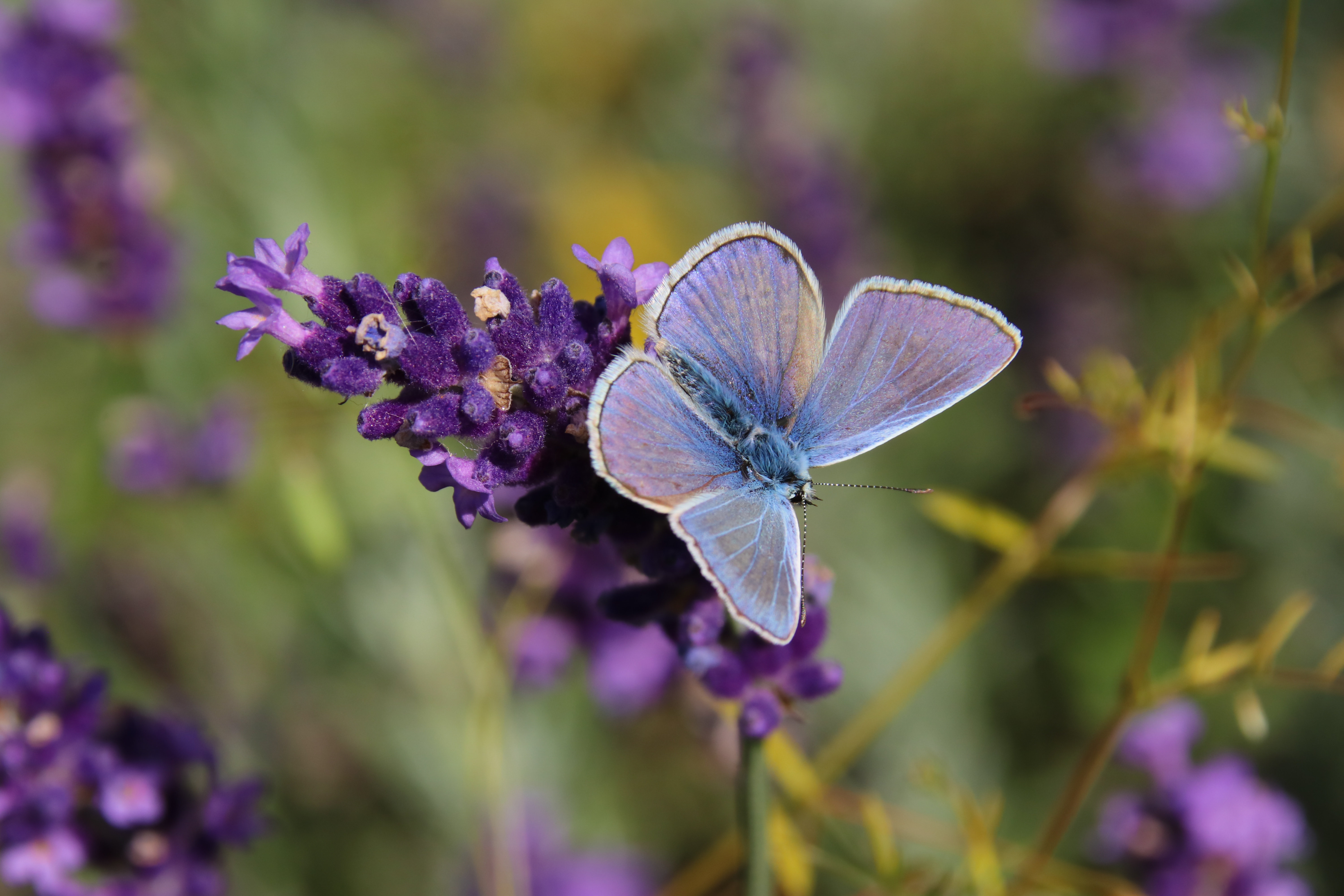 Gracie Oaks Blue Butterfly - Wayfair Canada