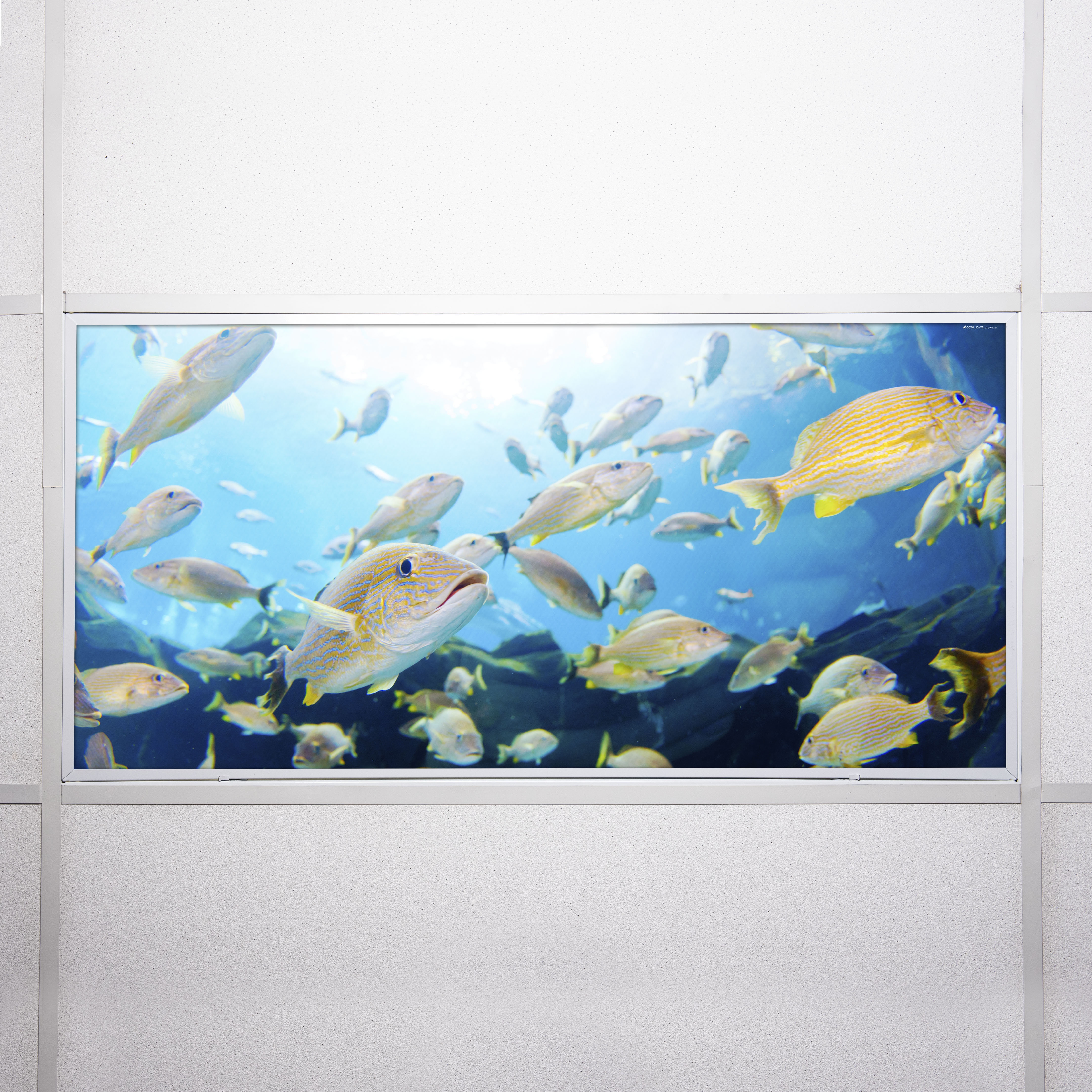 Octo Lights Ocean Classroom Fluorescent Light Covers for Ceiling Lights ...