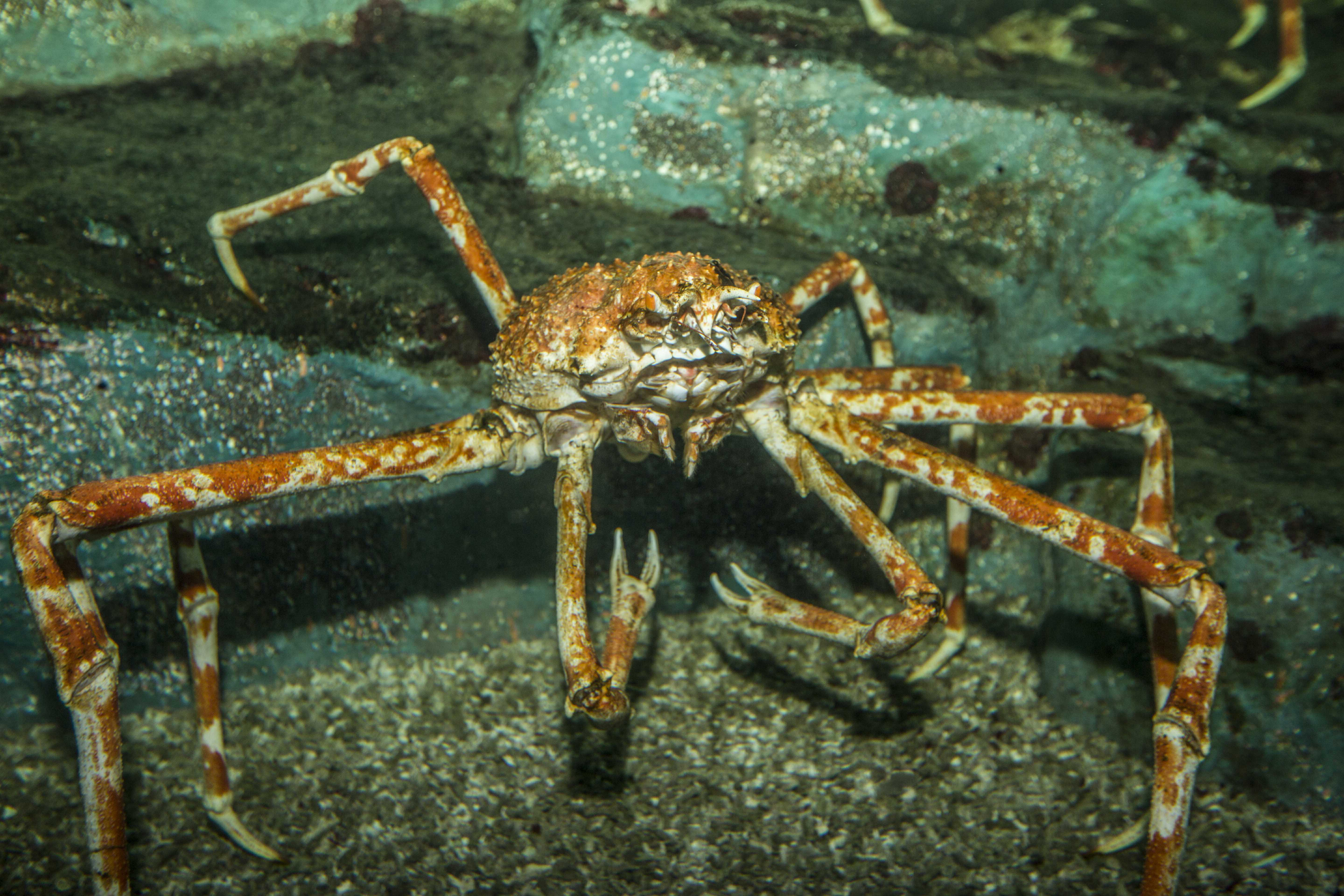 Highland Dunes King Crab in Water - Wrapped Canvas Photograph | Wayfair
