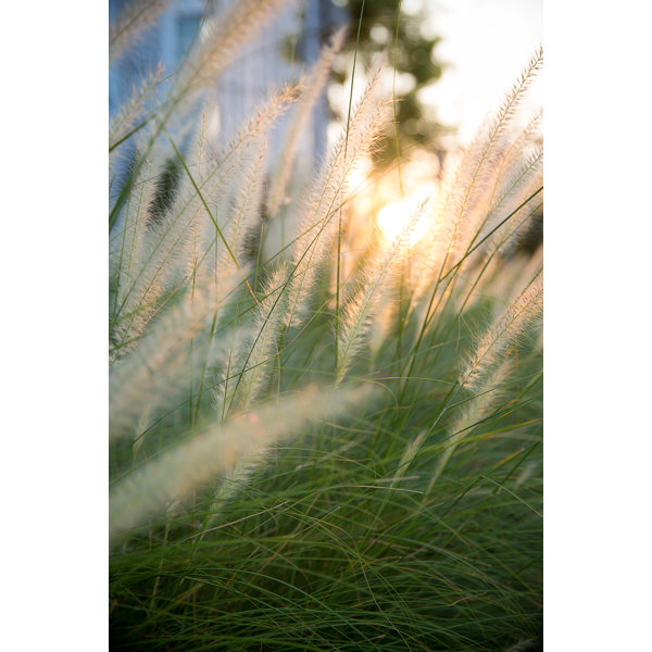 House of Hampton White Flower Grass Field | Wayfair.co.uk