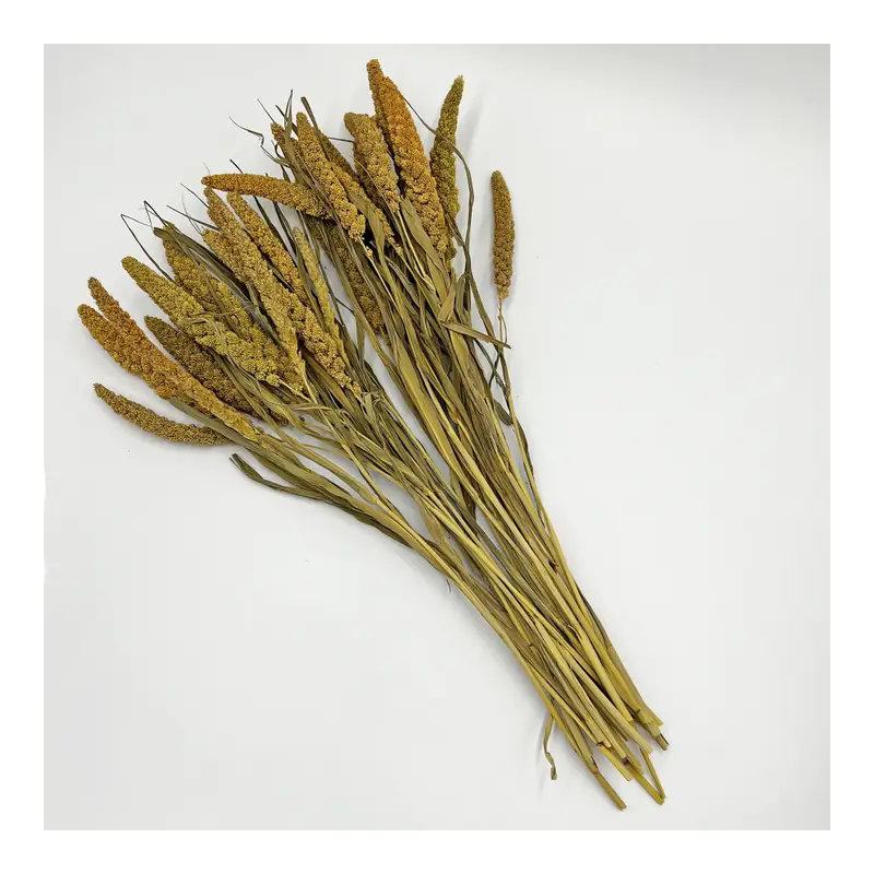 Primrue Bundle of 4 Dried Preserved Millet Flower 21