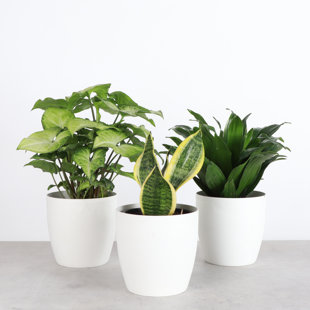 Live Plants You'll Love | Wayfair