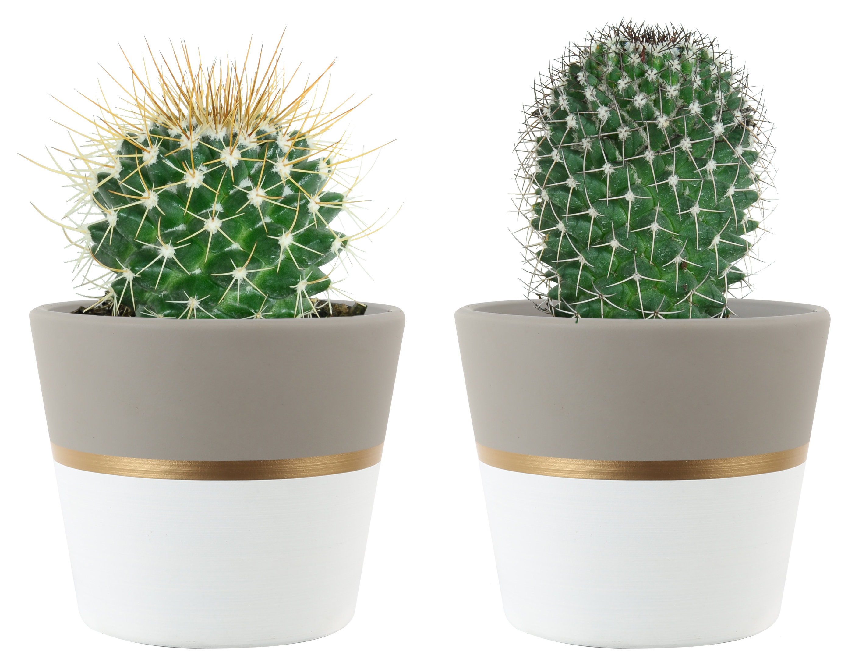 Costa Farms Indoor 2 Assorted Dessert Gems Cactus House Plant in 4-inch ...