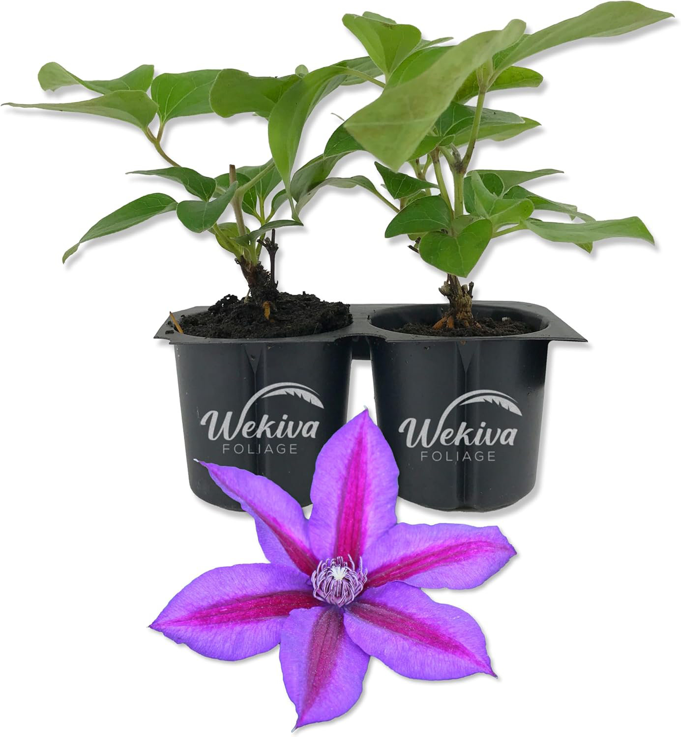 Wekiva Foliage LLC Clematis Fireworks - 2 Live Starter Plants in 2 Inch ...