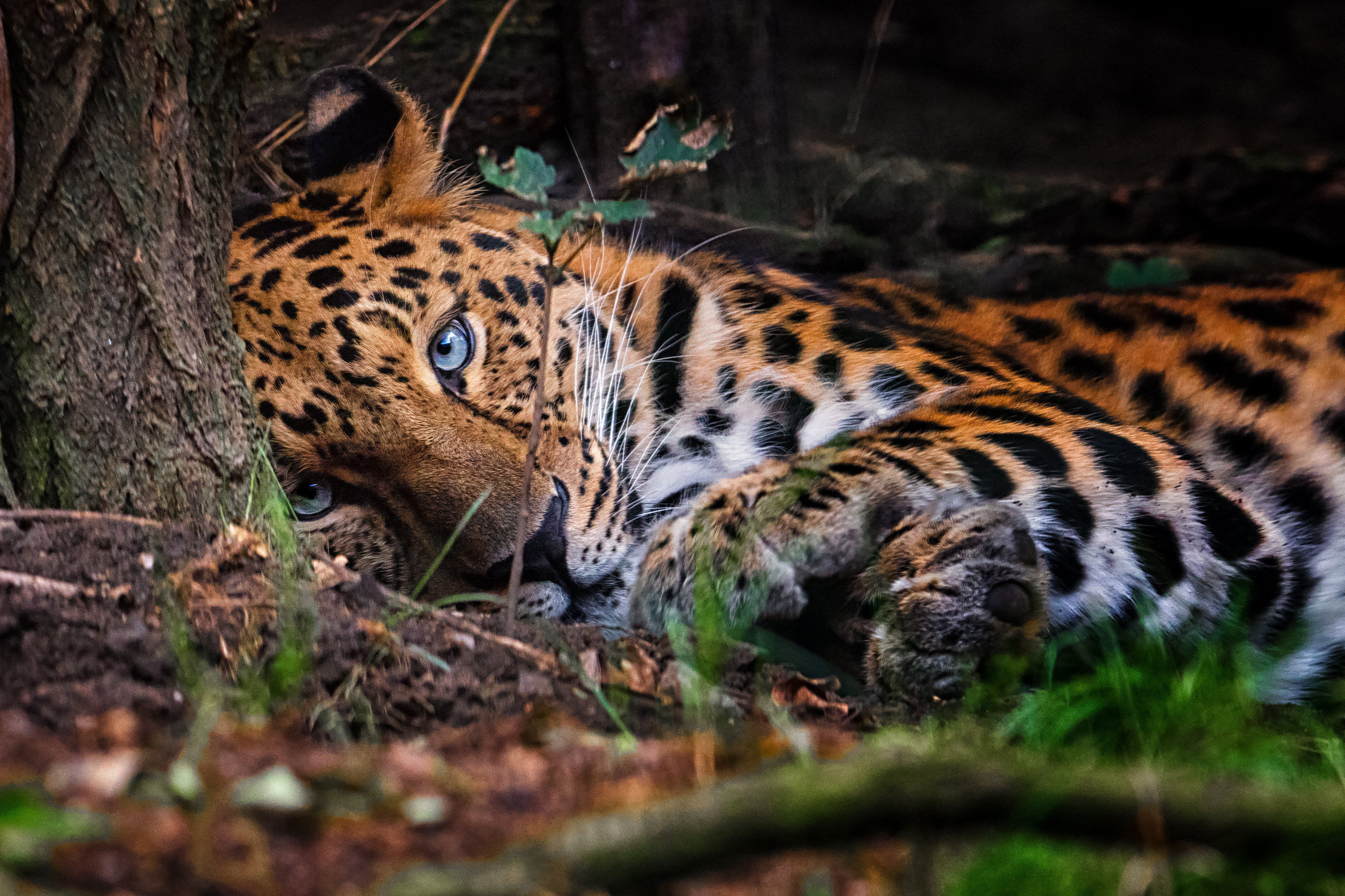 Mercer41 Eastern Panthera Pardus by Rebius - Wrapped Canvas Photograph ...