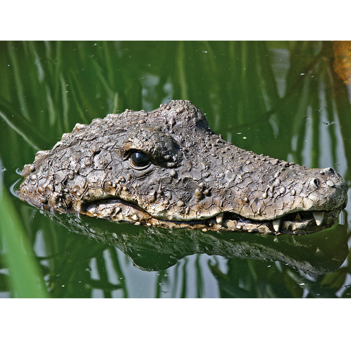 Bay Isle Home Davie Floating Crocodile Head Bust & Reviews | Wayfair